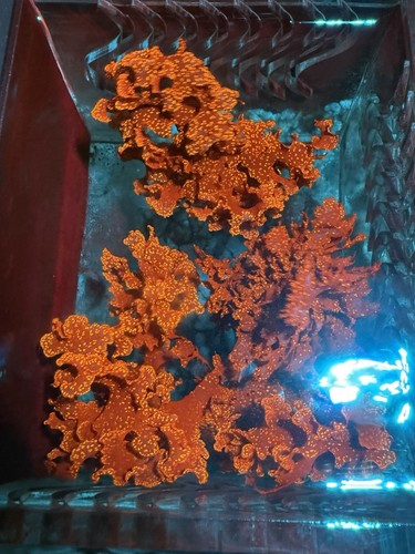 Atomic Broccoli Red Sparkle Macro Algae Saltwater Refugium Reef Tank ...