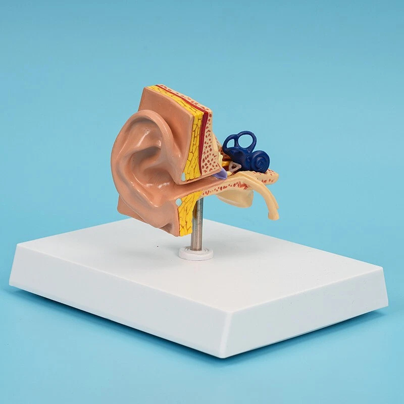 Large Ear Model