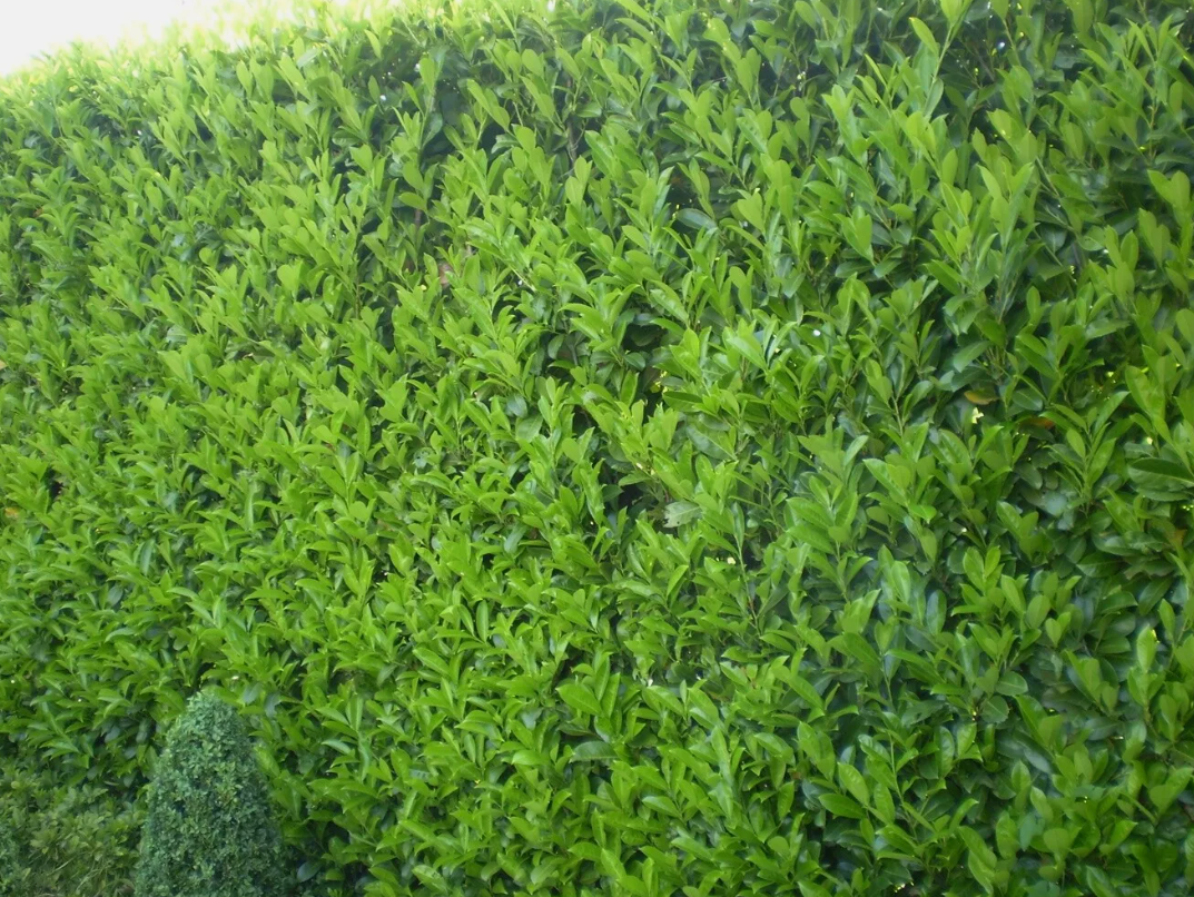 Dwarf English Laurel Prunus Laurocerasus Szofi (Sofia) Hardy Dwarf