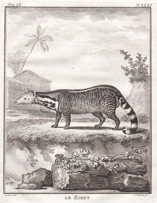 Civeta Zibet Zibet Gato Animales Grabado Grabado En Cobre Buffon 1780 ...