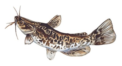 Brown Bullhead Catfish Decal Sticker Car Truck Wall Window Cup Cooler ...