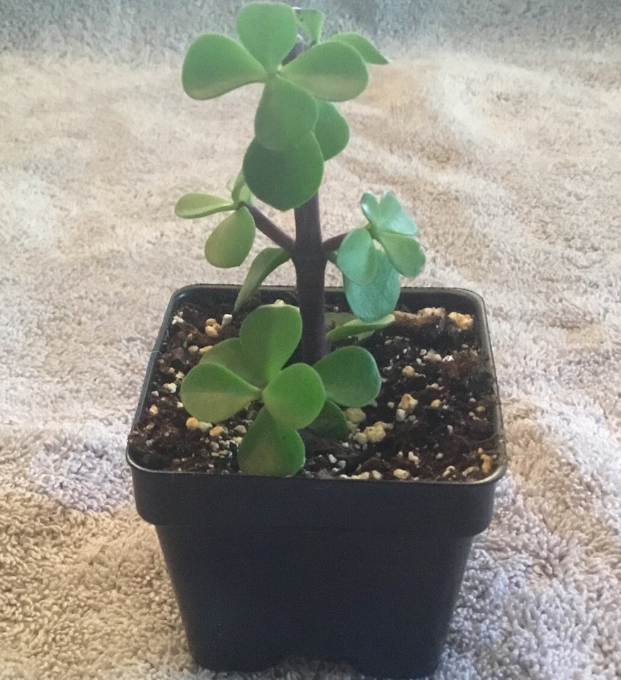 PORTUCALARIA AFFRA Green rare elephant bush mini jade tree bonsai 4 In ...