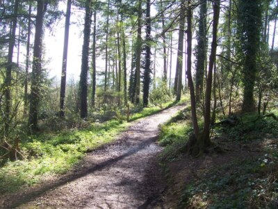 Photo 6x4 Mid Devon : Knightshayes - Impey Walk Tiverton/SS9512 c2008 ...