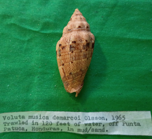 Voluta musica demarcoi #R1321 Honduras 66mm | eBay