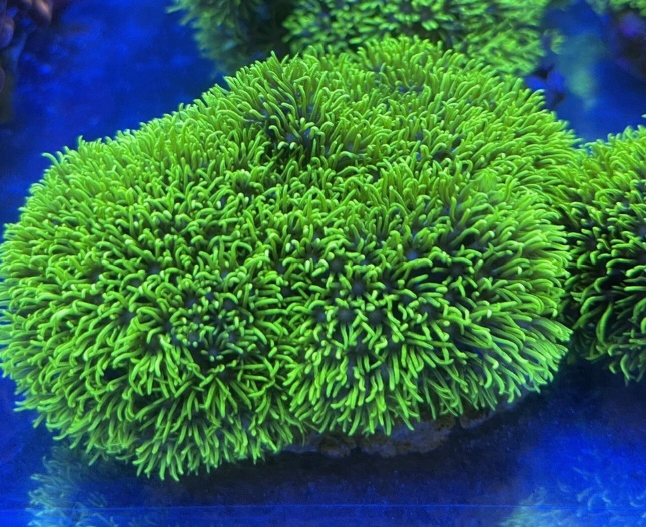 Marine Coral Ultra Neon Green Star Polyp GSP Colony (LPS,SPS,Soft Coral ...
