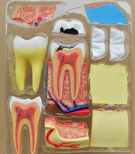Dental Tooth Anatomy Anatomy Of Your Teeth Jungle Roots Children's