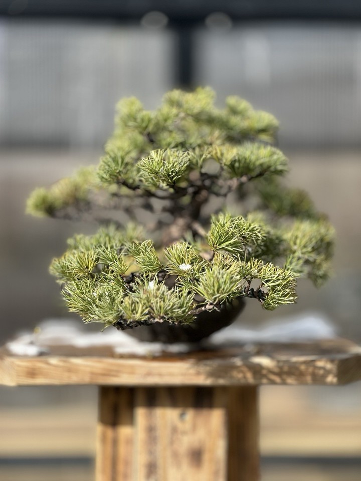 Japanese Shohin Nasu White Pine, On High Quality Moon Pot | eBay