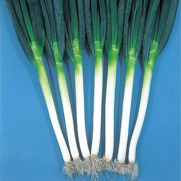 250+ Ishikura Winter Long Onion Seeds --- Long Bunching | eBay
