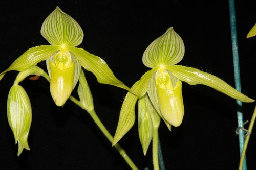 Paphiopedilum Recovery (sukhakulii fma. aureum x philippinense var ...