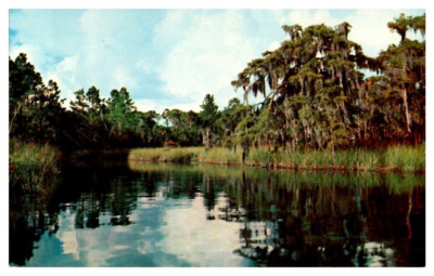 Postcard Chrome Florida River Scene Landscape | eBay