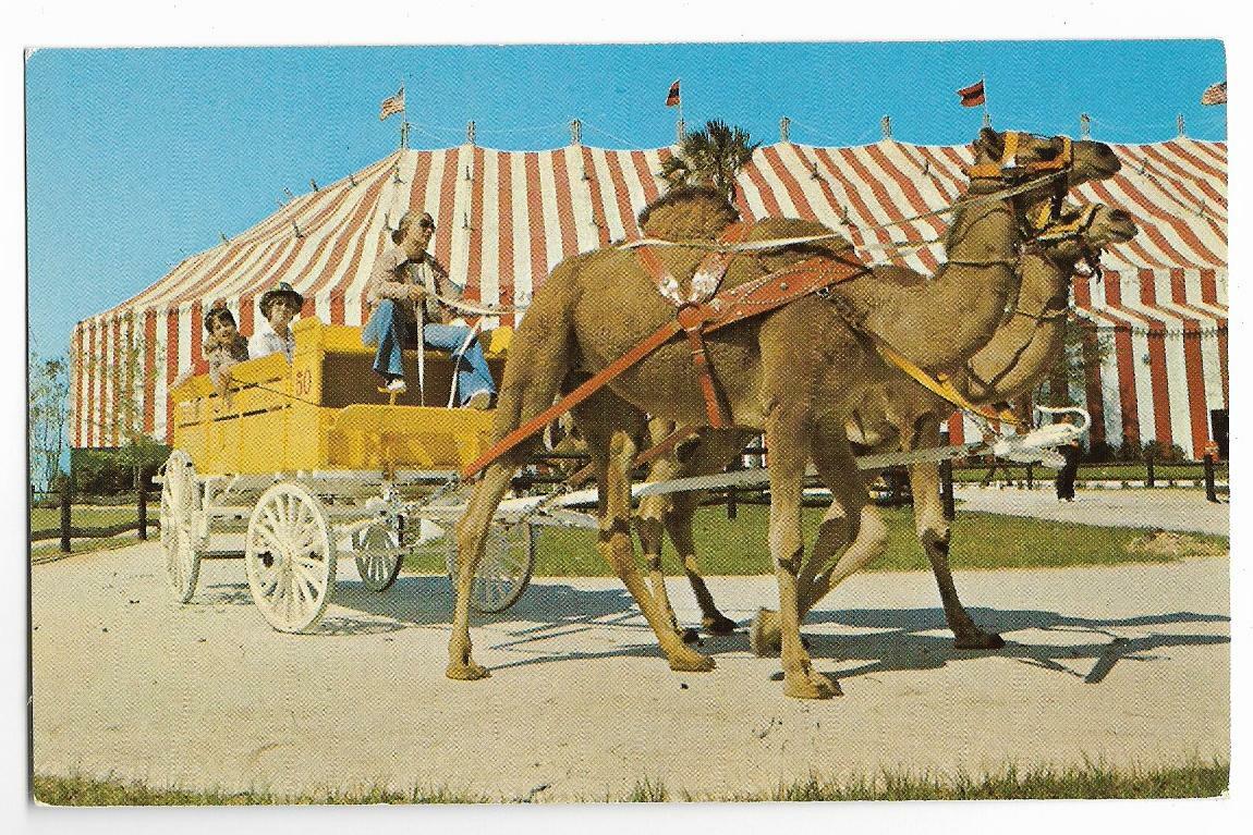 DROMEDARY,CAMEL POWER~EVERYONE ENJOYS A RIDE IN A RINGLING CIRCUS WAGON ...