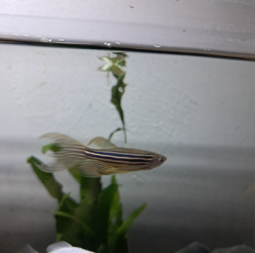 15 Long Fin Zebra Danios mix M/F TOP QUALITY USA Breed BEST SELLER Free ...