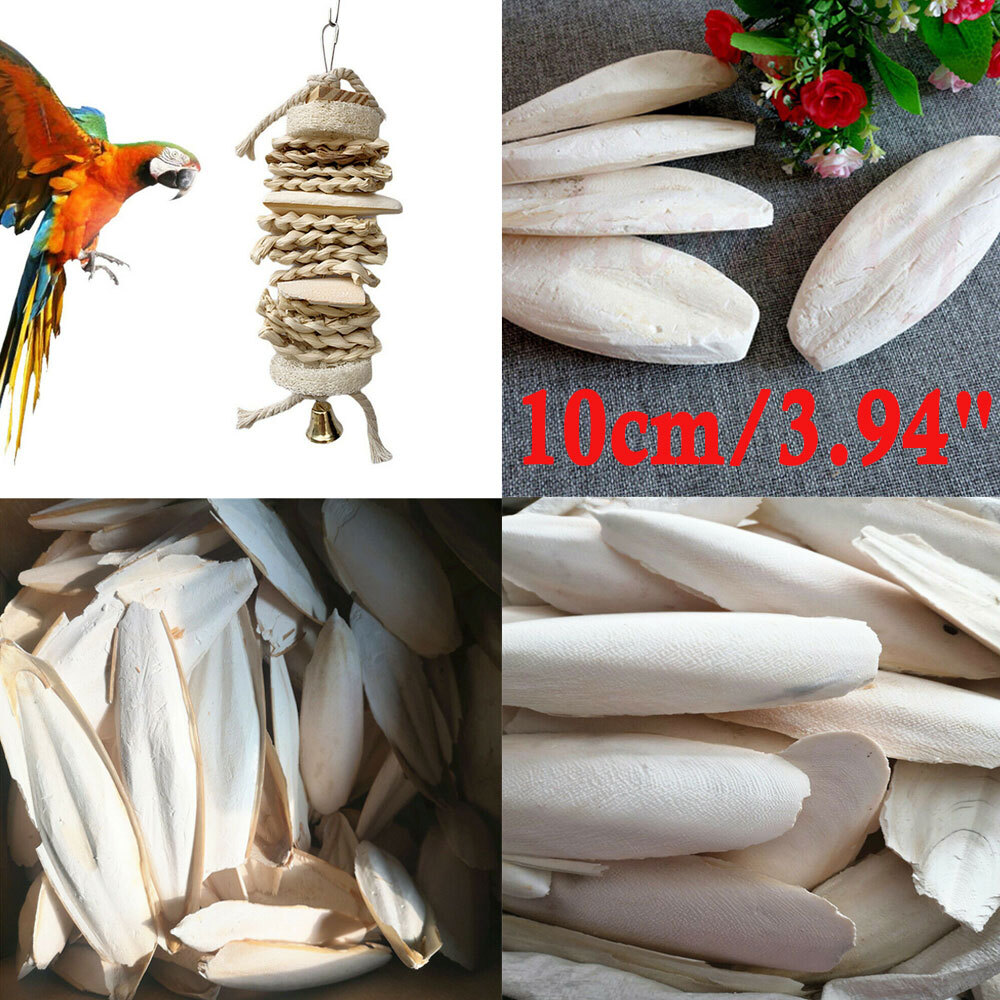 Cuttlefish Bone For Birds How To Attach Cuttlebone To Bird Cage