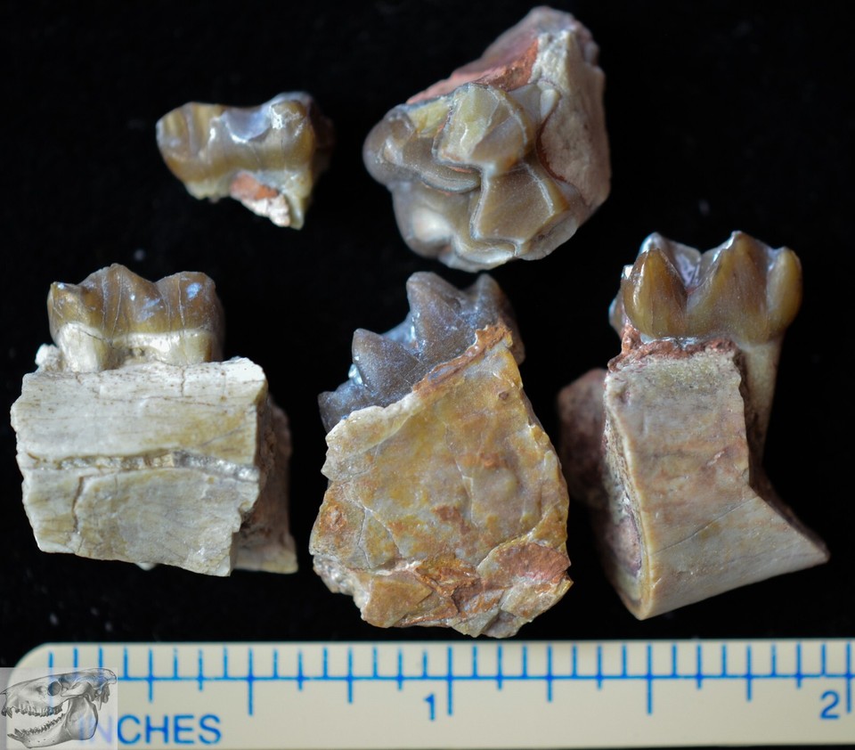 Group of 5 Mesohippus Teeth, Three Toed Horse Fossils, Oligocene, S ...
