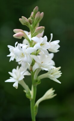 3x Polianthes Tuberosa The Pearl Bulbs Summer Flowering White Garden ...