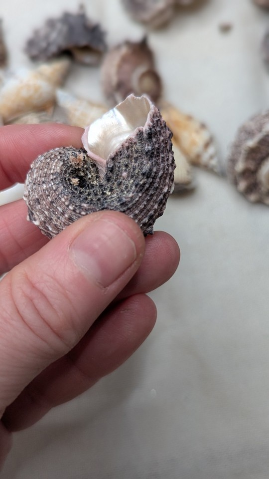 ASSORTED VINTAGE 70 Piece Seashell LOT Cyprus Tigris SHELLS Gastropoda Canarium | eBay