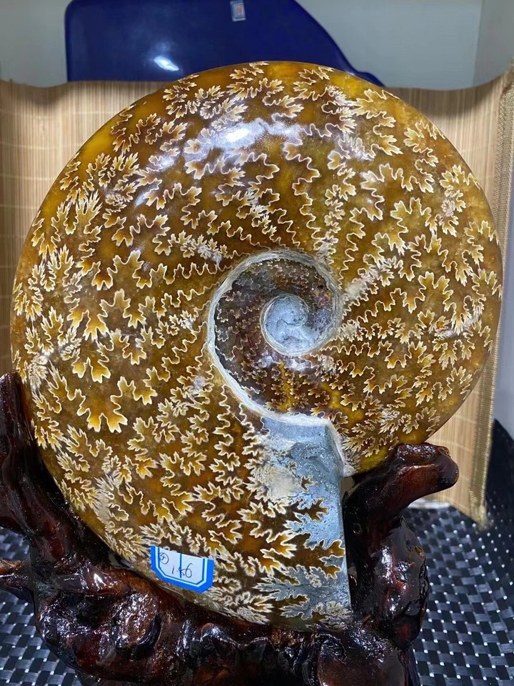 4.1lb Natural Ammonite Shell Fossil Crystal Mineral Specimen Reiki ...