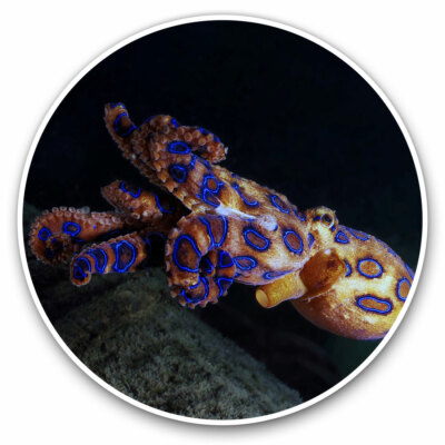 2 x Vinyl Stickers 7.5cm - Blue Ringed Octopus Ocean Sea Cool Gift ...