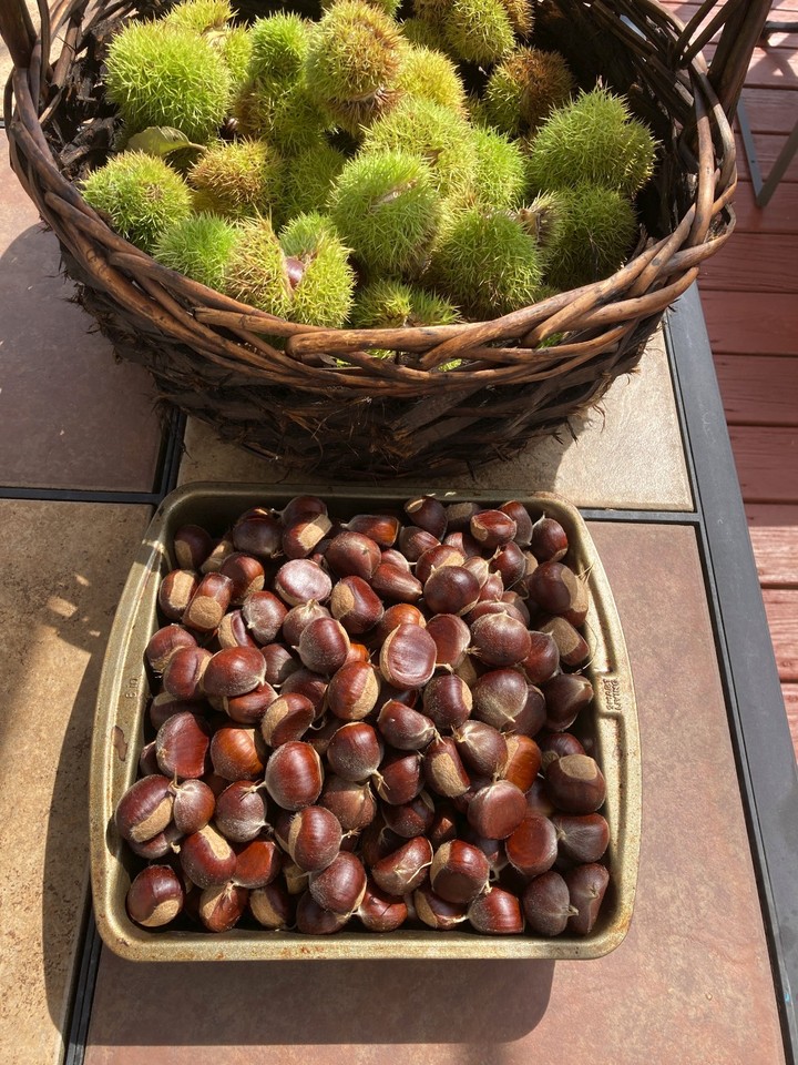 Chestnuts Fresh Organic 5+ lbs grown in Pennsylvania FREE Shipping | eBay