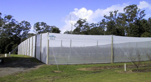 Fruit Fly Net 10m X 5m Offcut for sale online | eBay