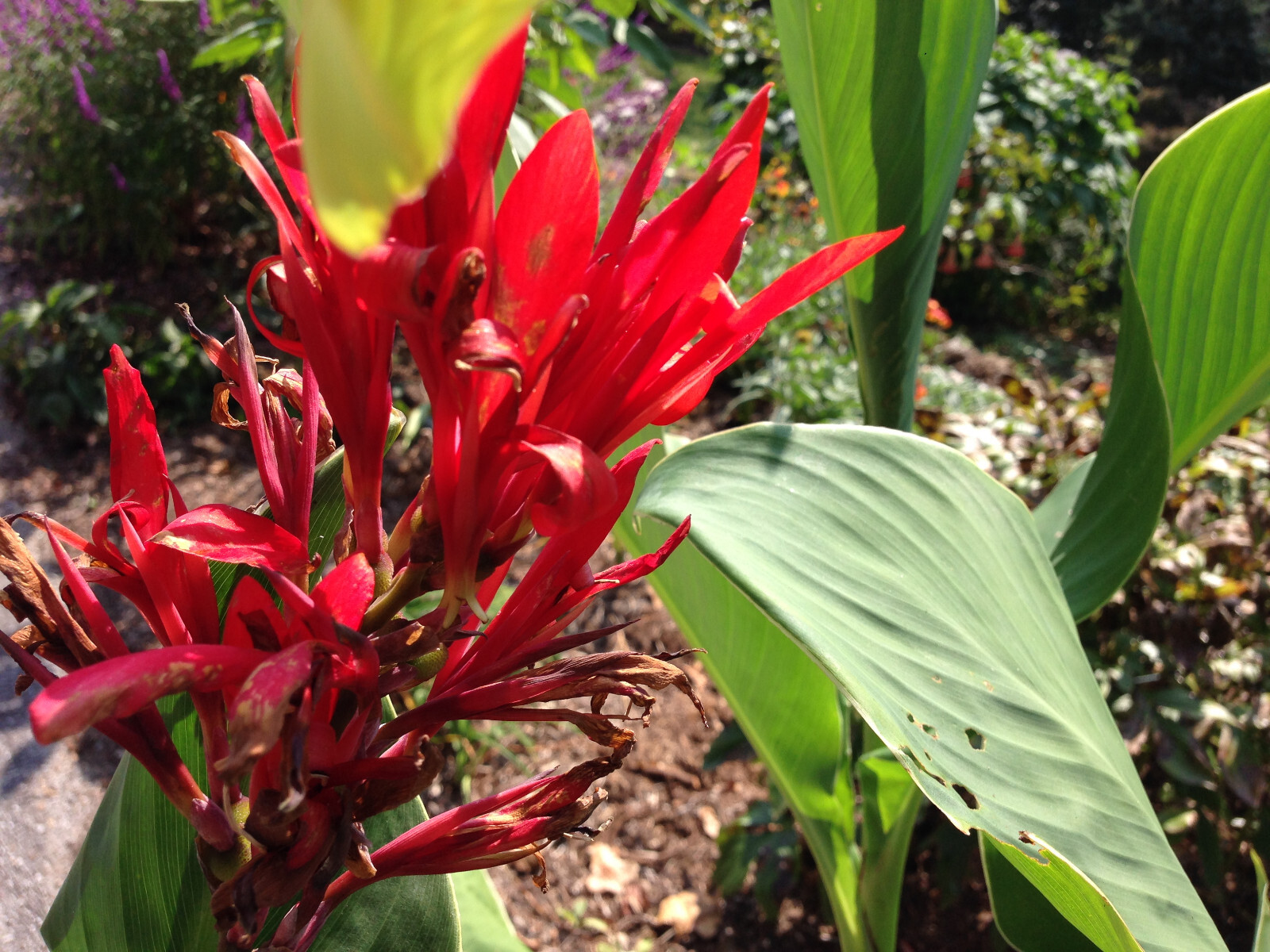 3 Red Old-Fashioned Canna Indian Shot Plant Rhizome Tropical Foliage ...