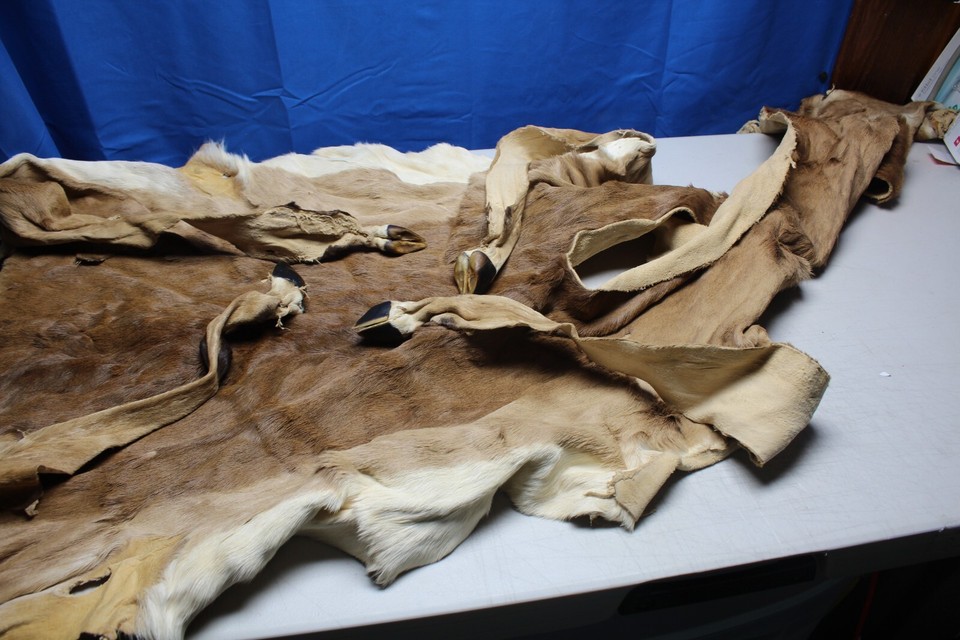Full sized tanned Impala Buck Hide Skin | eBay