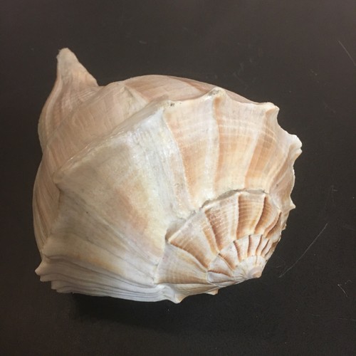 11" Large Vintage LIGHTNING WHELK Seashell NATURAL Coastal Nautical ...