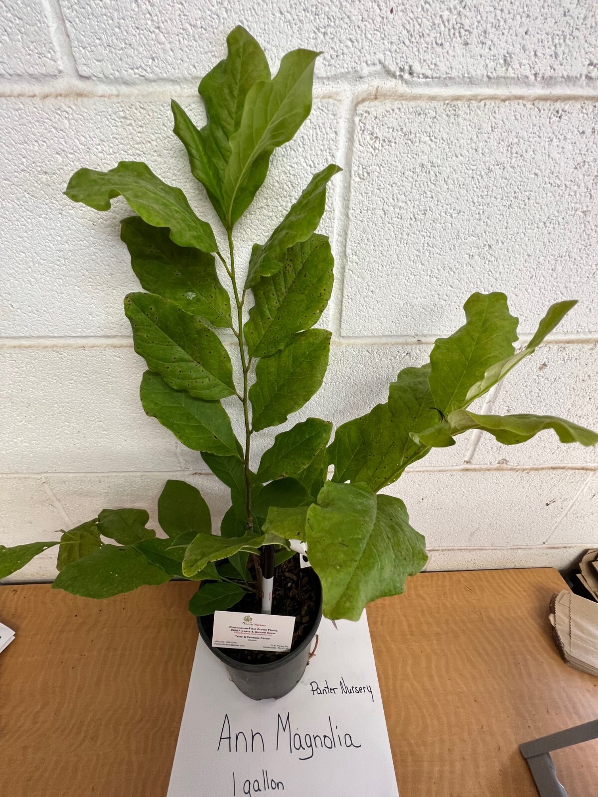 Jane Magnolia gallon pot shrub/tree | eBay