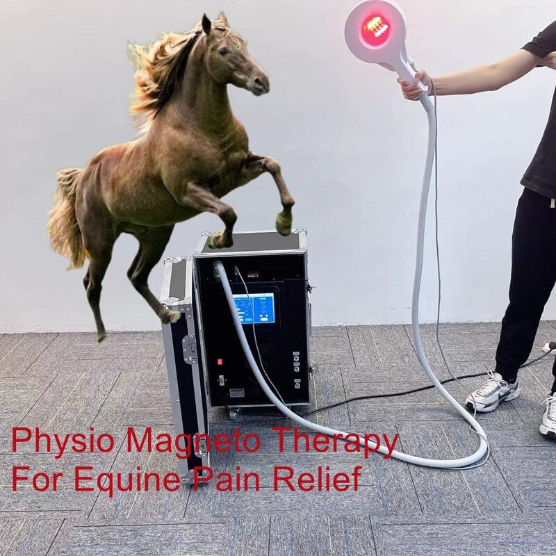 Physical Therapy Horse Equine Assisted Therapy: How Horses Can Benefit