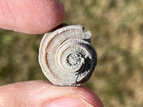 North Carolina Fossil Gastropod Ecphora gardnerae Miocene Age Shell | eBay