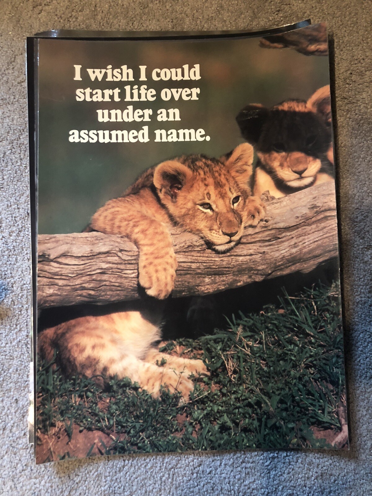 vintage argus posters Lot Of 6 Inspirational Tiger Cats 14x21 Laminated ...