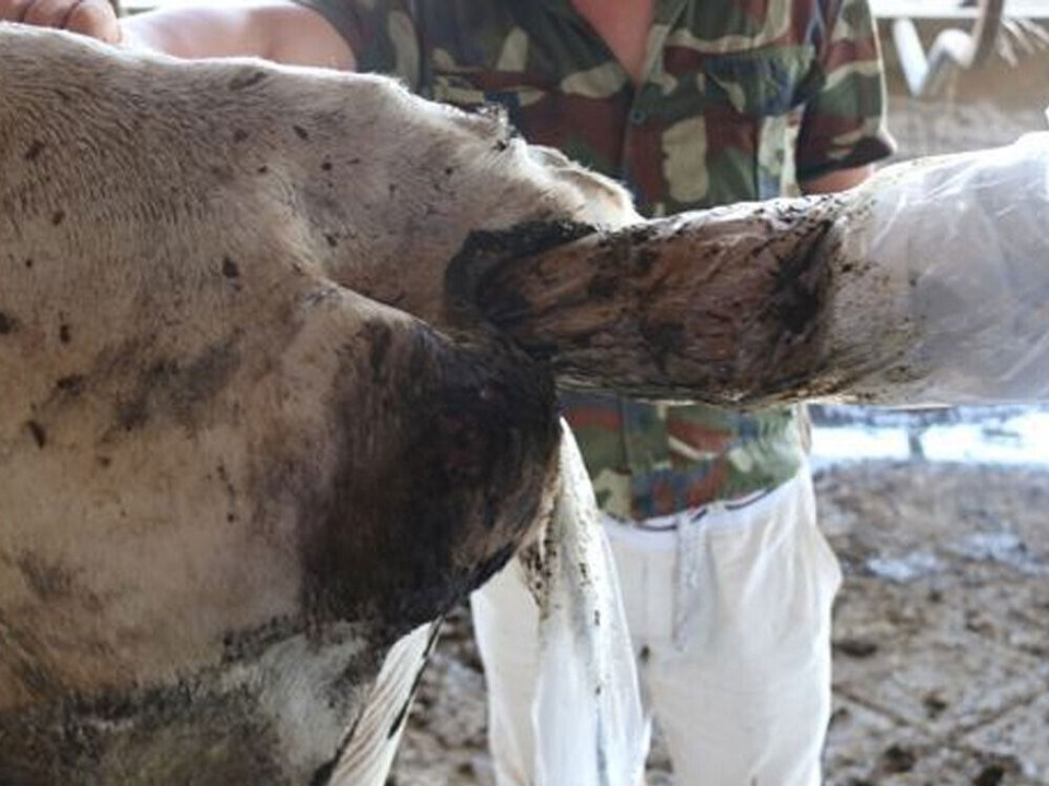 DAWEI Professional Veterinary Ultrasound Machine with Rectal probe ...