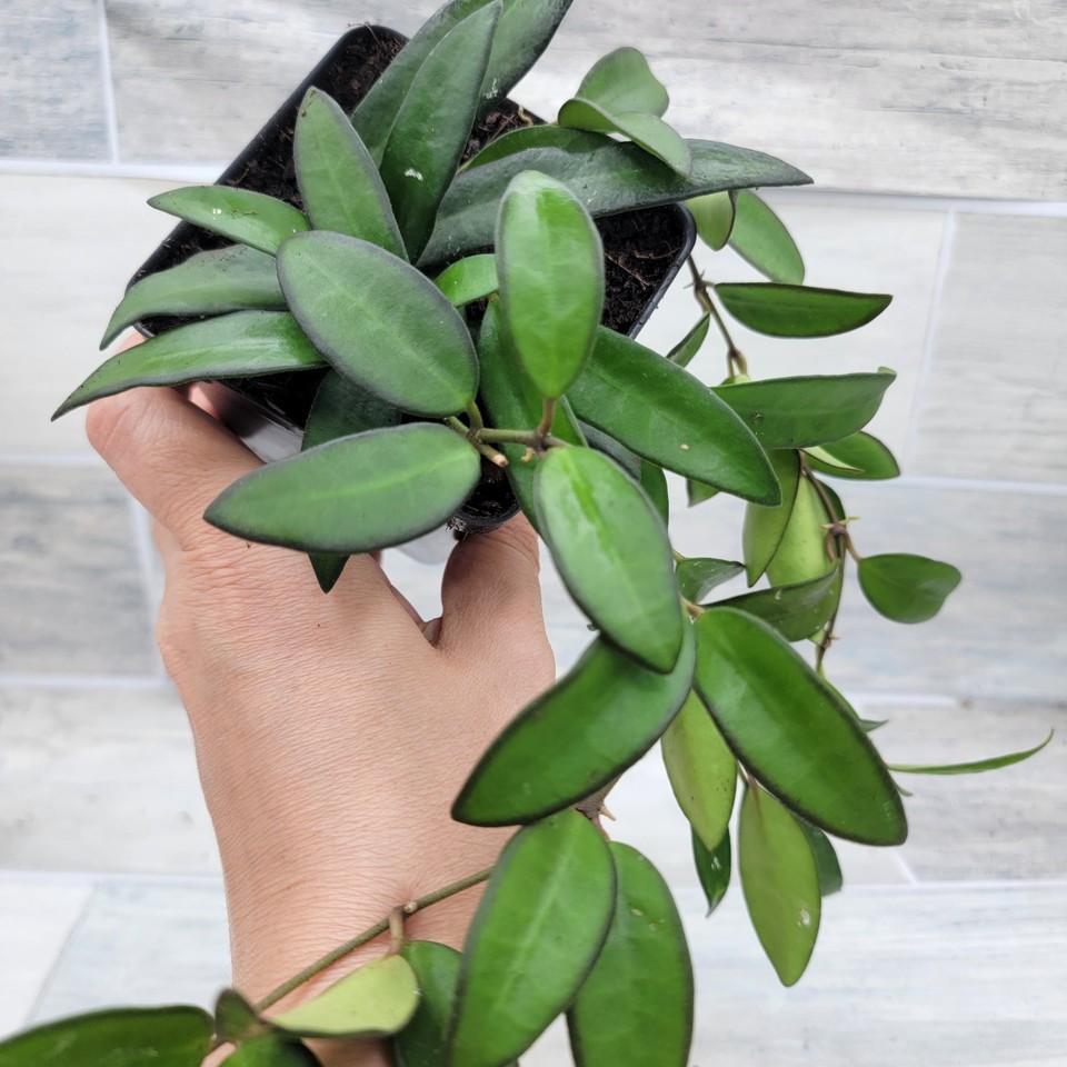 Hoya Rosita – Rare Trailing Wax Plant – 4" Pot – Indoor Houseplant | eBay
