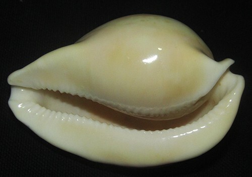 82 mm LARGE Cypraea Umbilia Armeniaca Coawrie Seashell From Australia ...