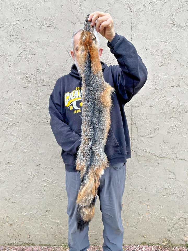 Gray Fox, Heavy Fur, feet-on, exceptional quality, 42" tip-tip ...