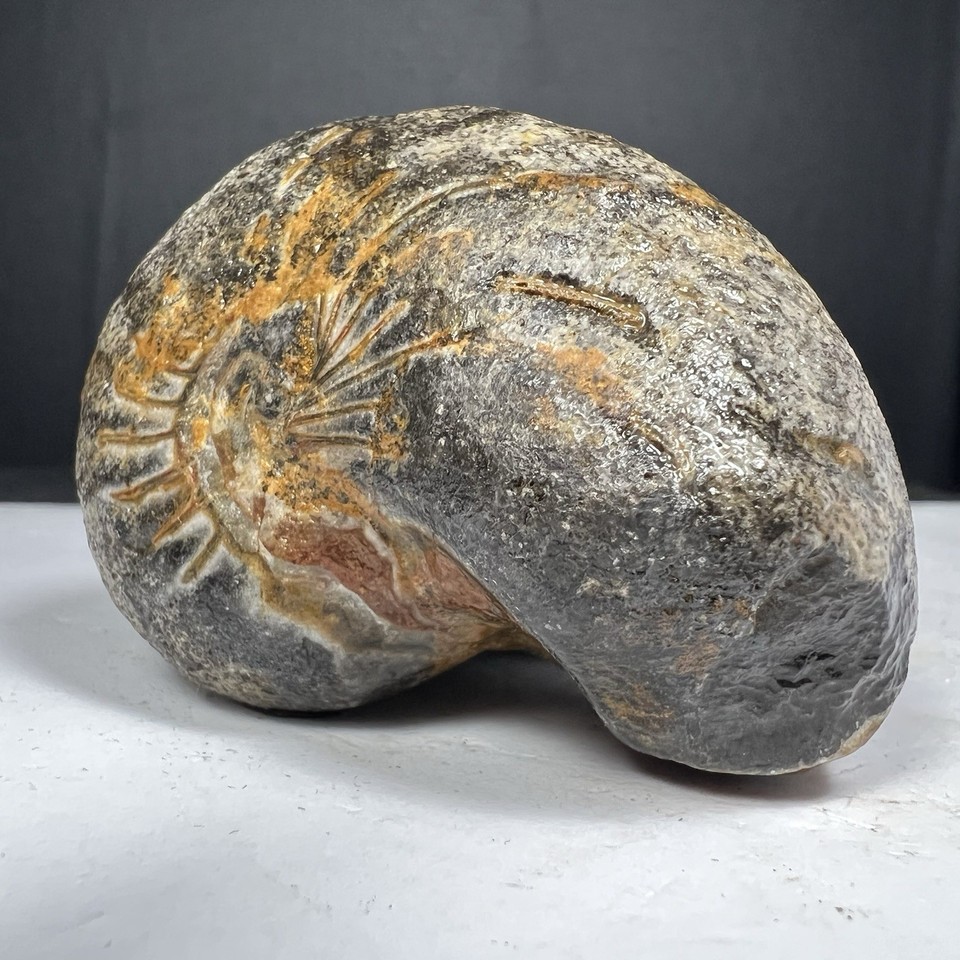 139GR RARE OF RAW PERMIAN BLACK NAUTILUS AMMONITE FOSSIL WITH LARGE ...