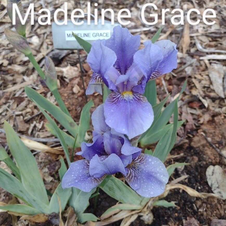 Intermediate Bearded Iris - Rhizome - "Madeline Grace" | eBay