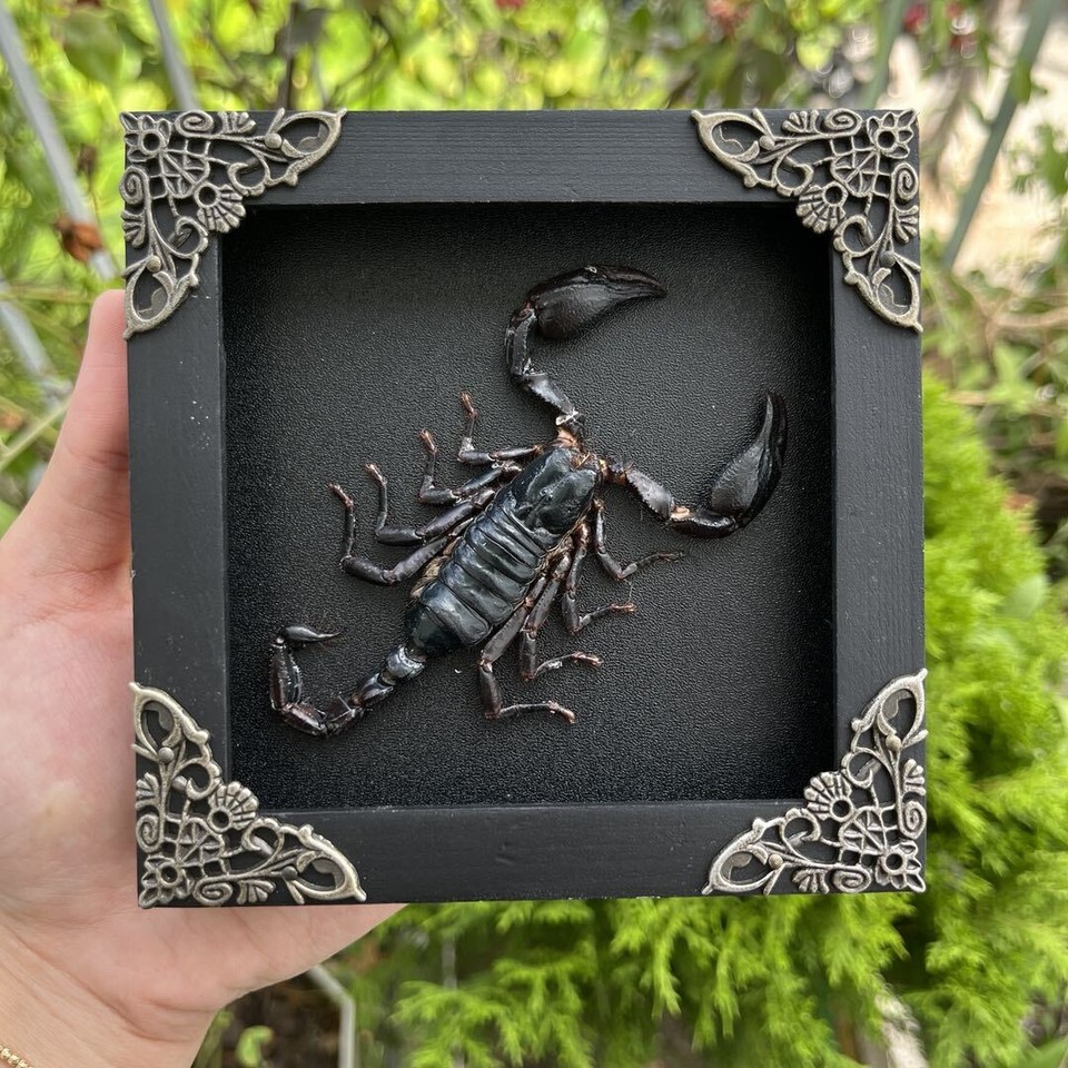 Framed Taxidermy Butterfly Beetle Cicada Bug Shadow Box Wall Decor | eBay