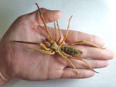 Arachnidae Solifugidae Galeodes sp. S Kazakhstan VERY LARGE - 67 mm ...