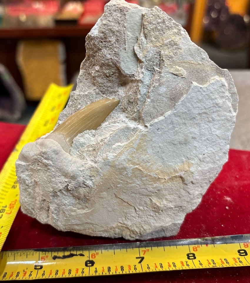 Huge Fossil Otodus Shark Tooth Teeth in Matrix Megalodon Era Rock ...