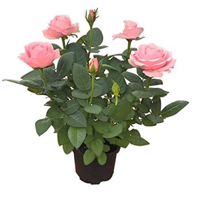 Home Garden Yard Decoration Living Tinged Rose Plant Pink Rose Bush ...