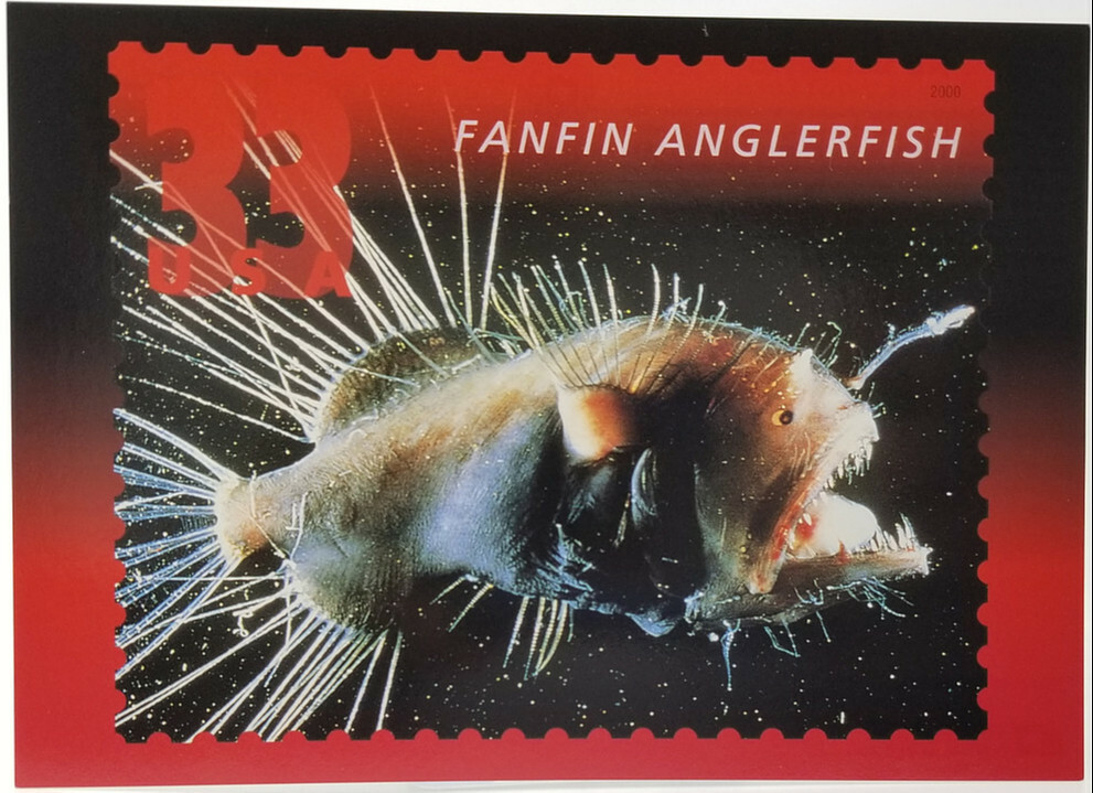 Fanfin Anglerfish