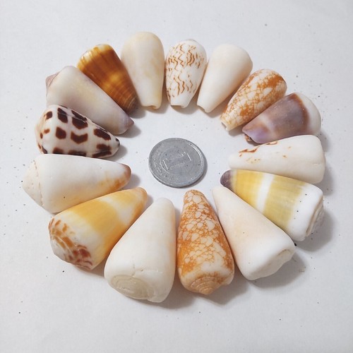 Cone shells Natural Sea Shell Art Craft From Japan | eBay