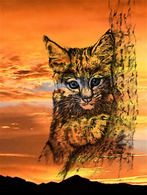 Bobcat kitten Native American Spirit Animal Wildlife Drawing Print ...