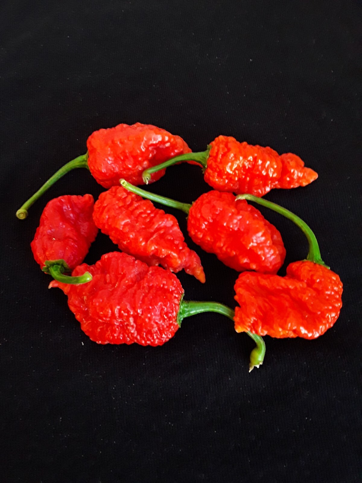 30+ Authentic Death Spiral pepper seeds Fruity Hot Heirloom No ...