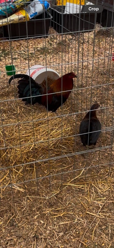 6+ Mel Sims Brown Red Gamefowl Hatching Eggs | eBay