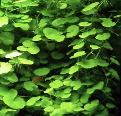 SPECIAL - $6.95 A Bunch!!! Giant Cardamine Bunch - Live Aquarium Plant ...