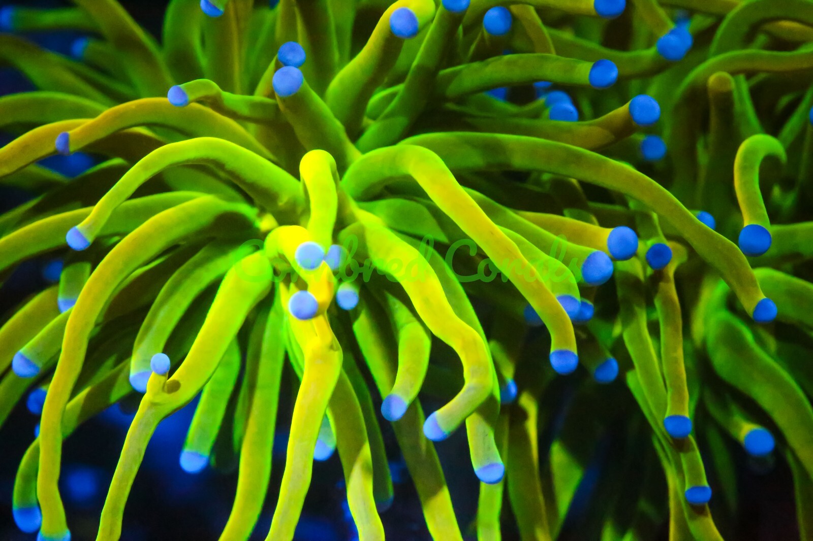 Cornbred's Holy Grail Torch - Frag - LIVE CORAL | eBay