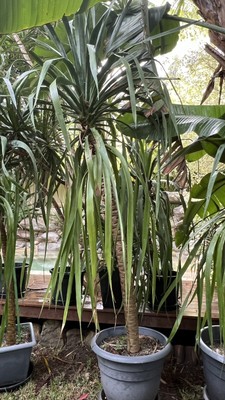 Dracaena draco DRAGON TREE In The Pot - Attractive Landscape Plant | eBay