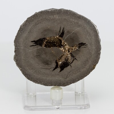 Unique & Rare Septarian Barite Geode from France Baryte Stone 66mm 239g ...